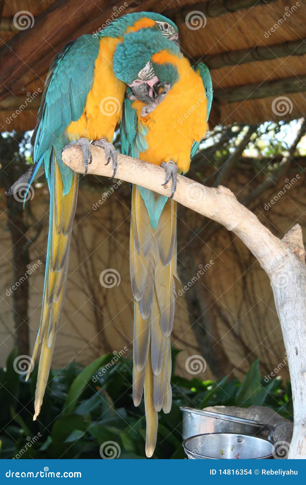 Parrots in Love stock photo. Image of care, bird, perch - 14816354