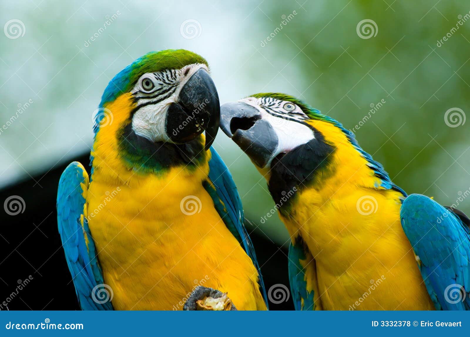 Parrots in love stock photo. Image of animal, valentine - 3332378