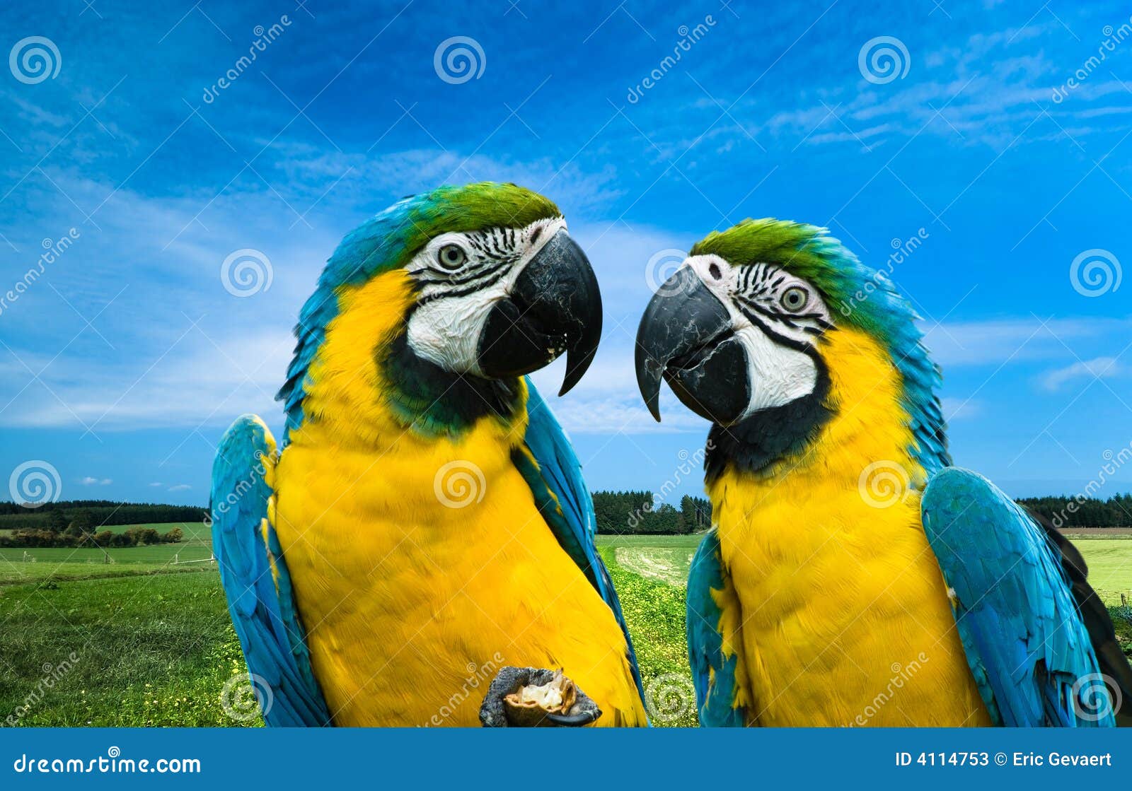Parrots in love stock image. Image of tame, vertebrate - 4114753