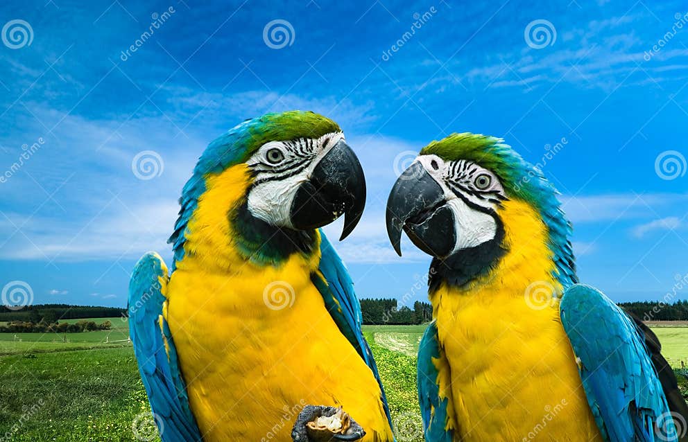 Parrots in love stock image. Image of tame, vertebrate - 4114753
