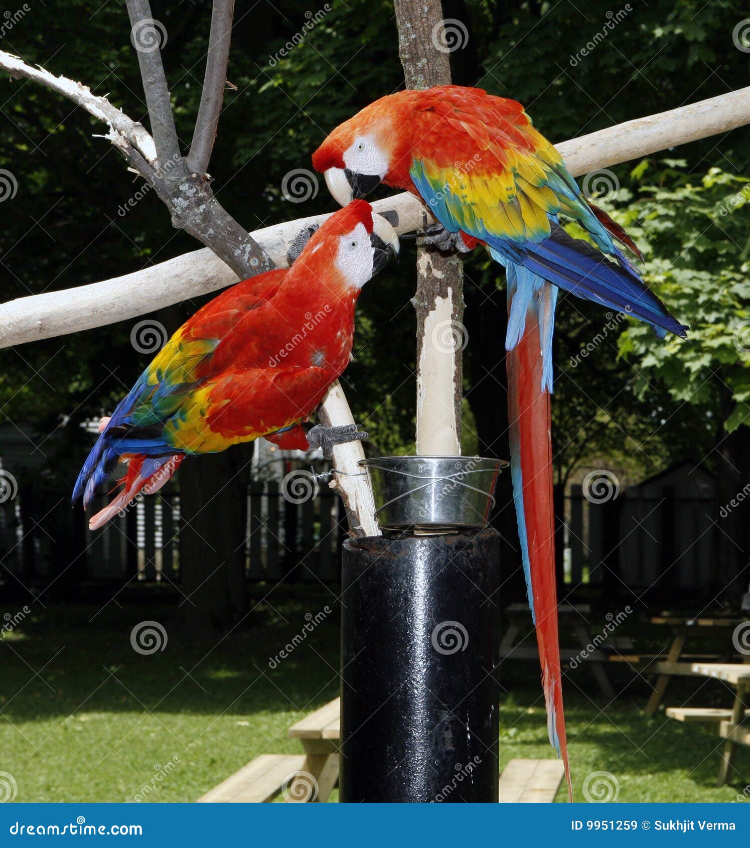 Parrots in love stock image. Image of wildlife, beauty - 9951259