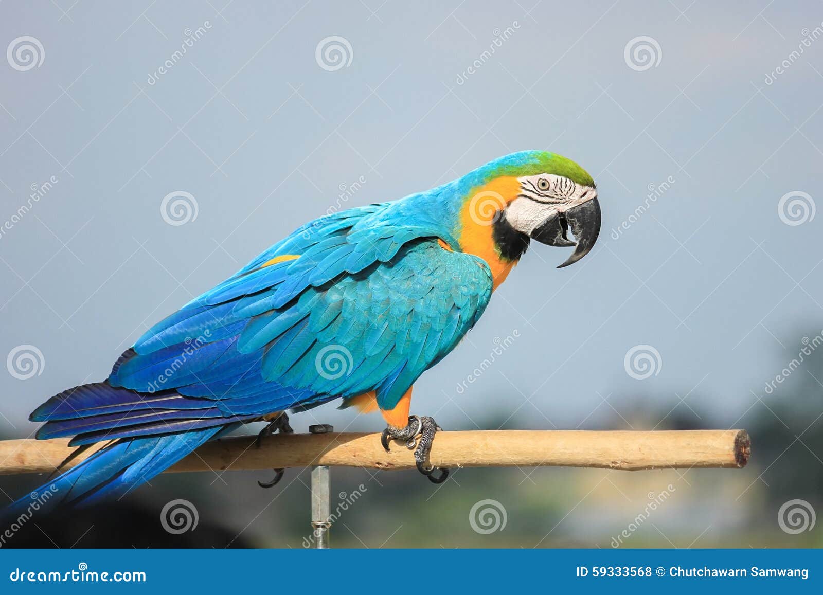 Parrots, Macaws Branches Stand Stock Photo - Image of leaf, feather ...