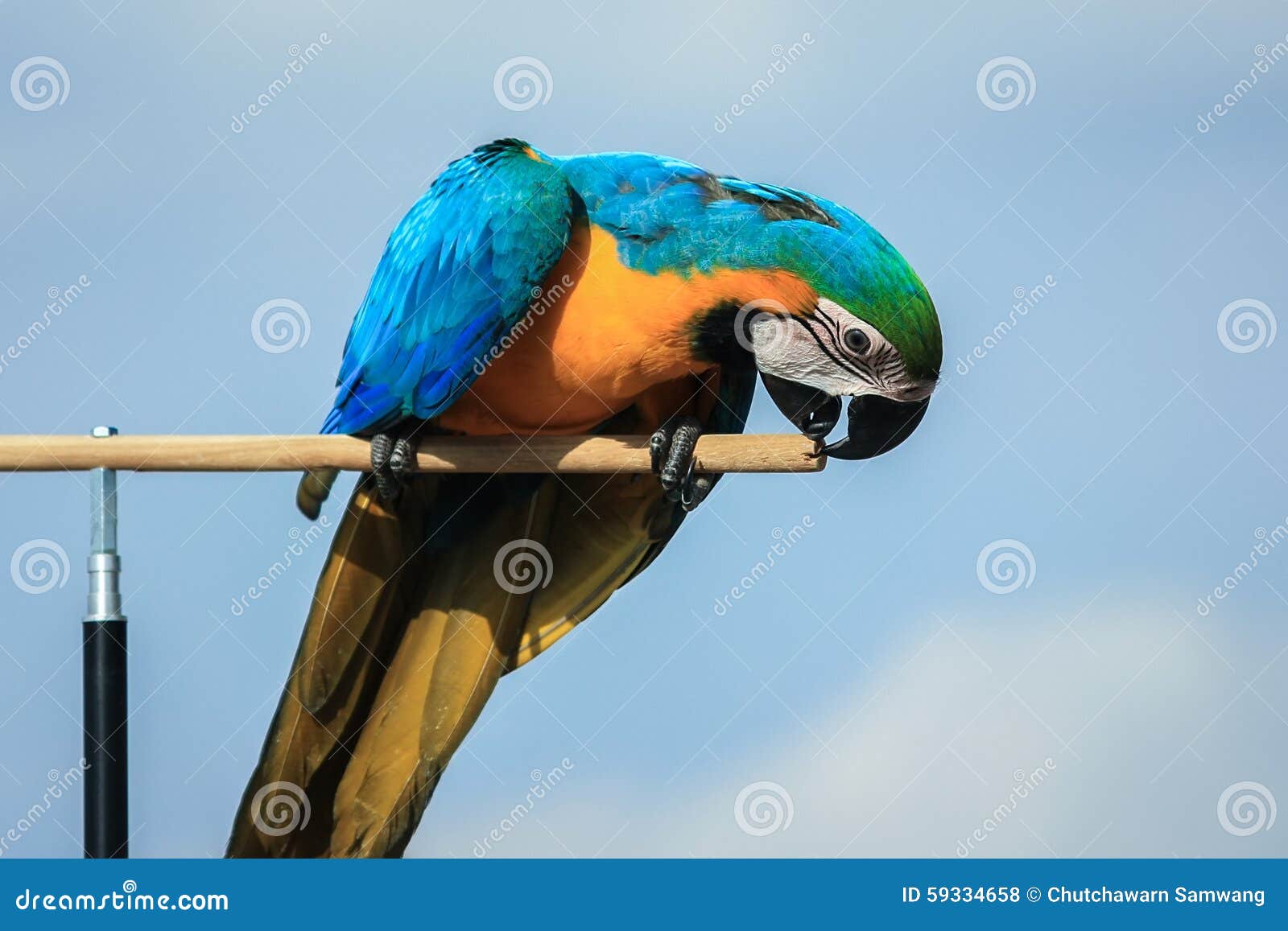 Parrots, Macaws Branches Stand Stock Photo - Image of macaws, eyes ...