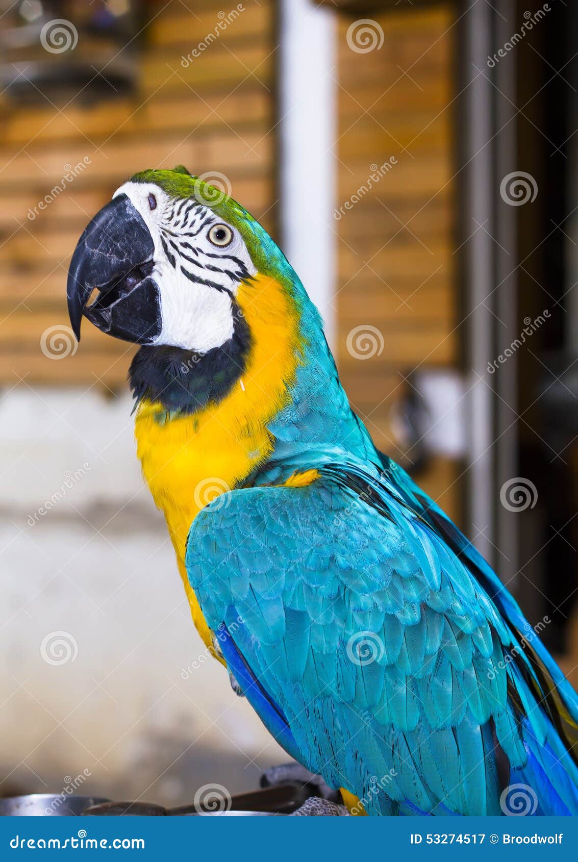 Parrots Maccaw stock image. Image of colours, bird, wildlife - 53274517