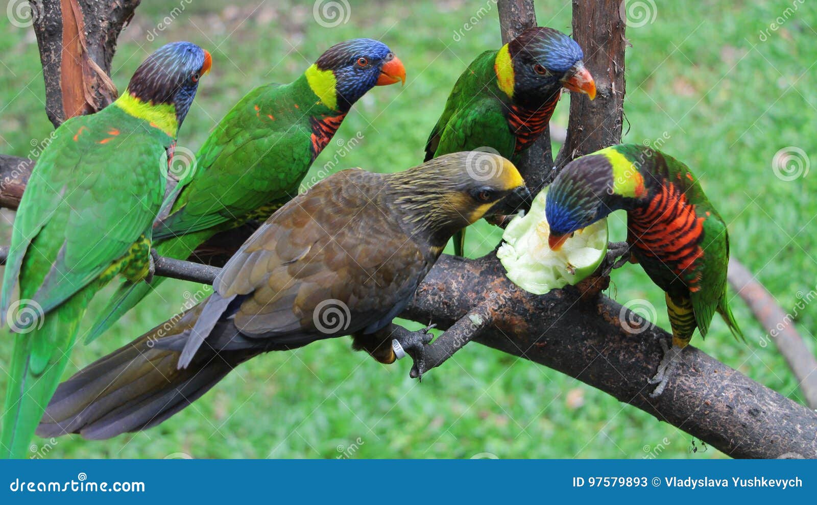 Parrots stock image. Image of black, colorful, beak, parrots - 97579893