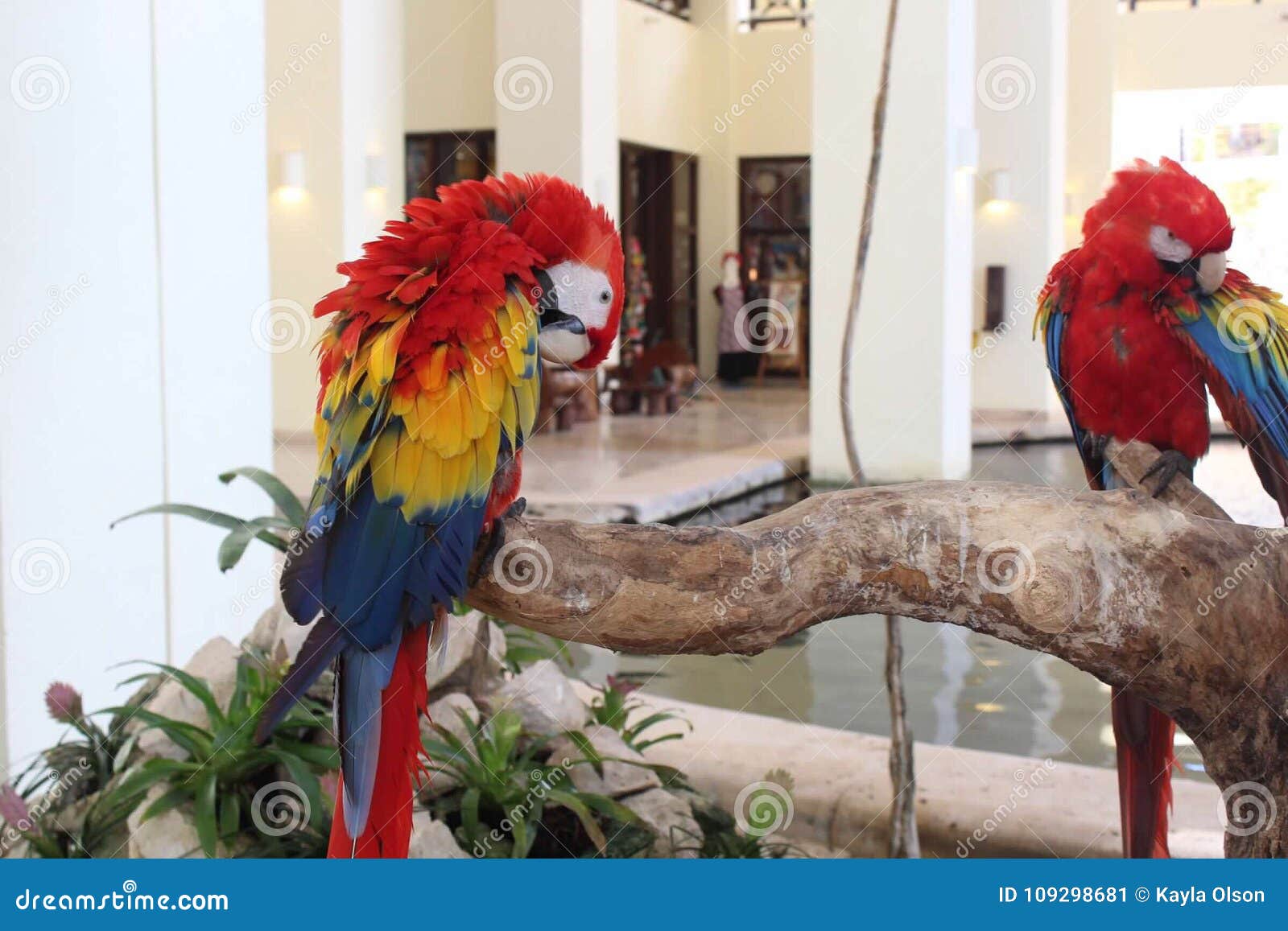 Parrots in Mexico stock image. Image of birds, colorful - 109298681