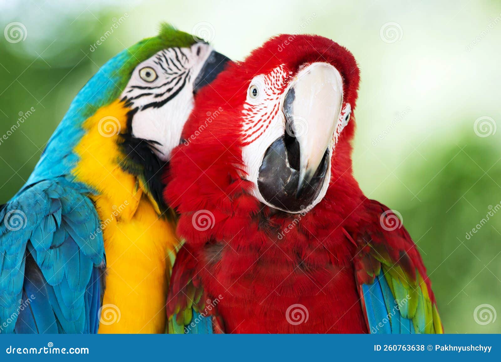 Pair of colorful parrots stock photo. Image of wildlife - 260763638
