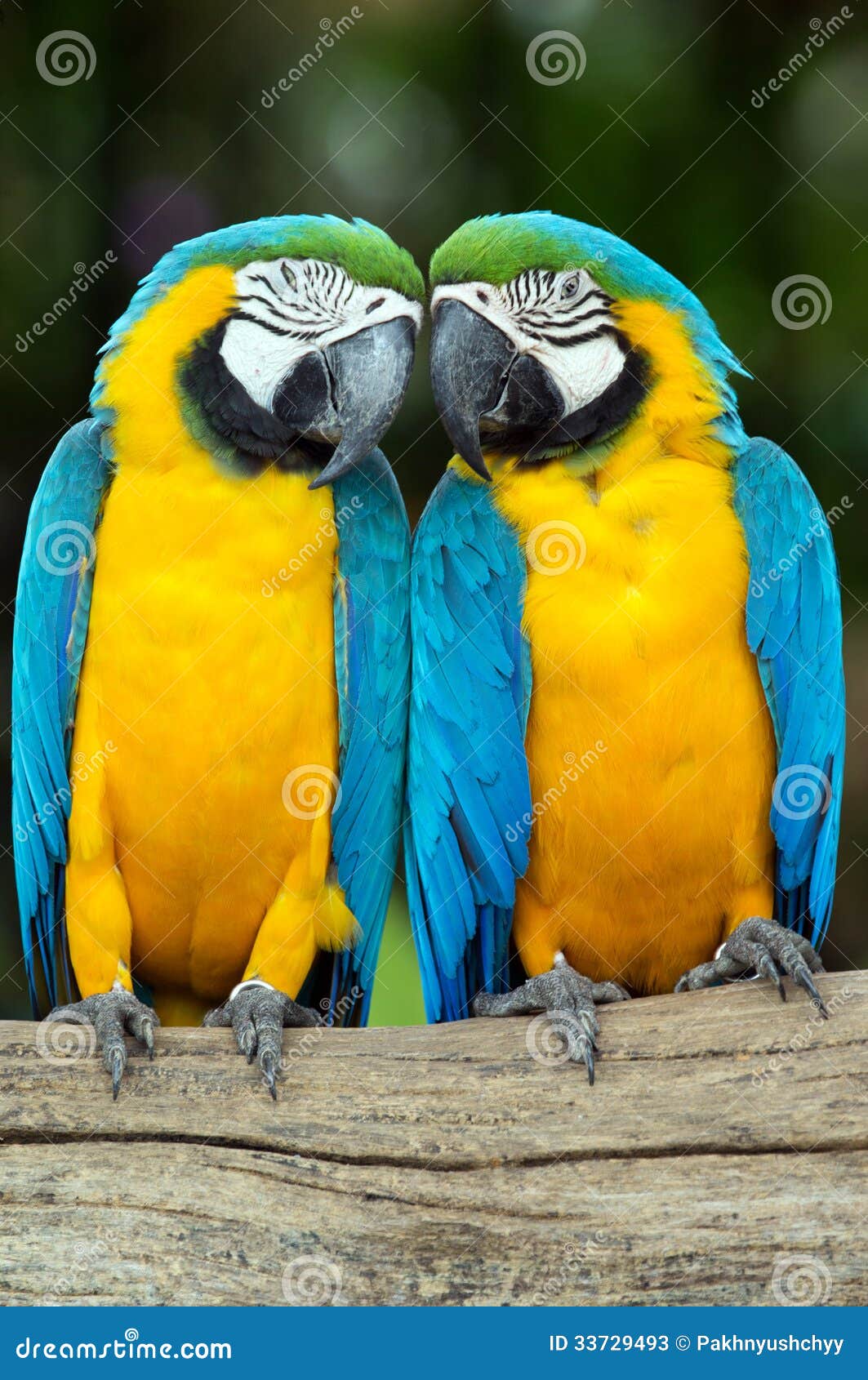 Parrots stock image. Image of colorful, ornithology, macaws - 33729493