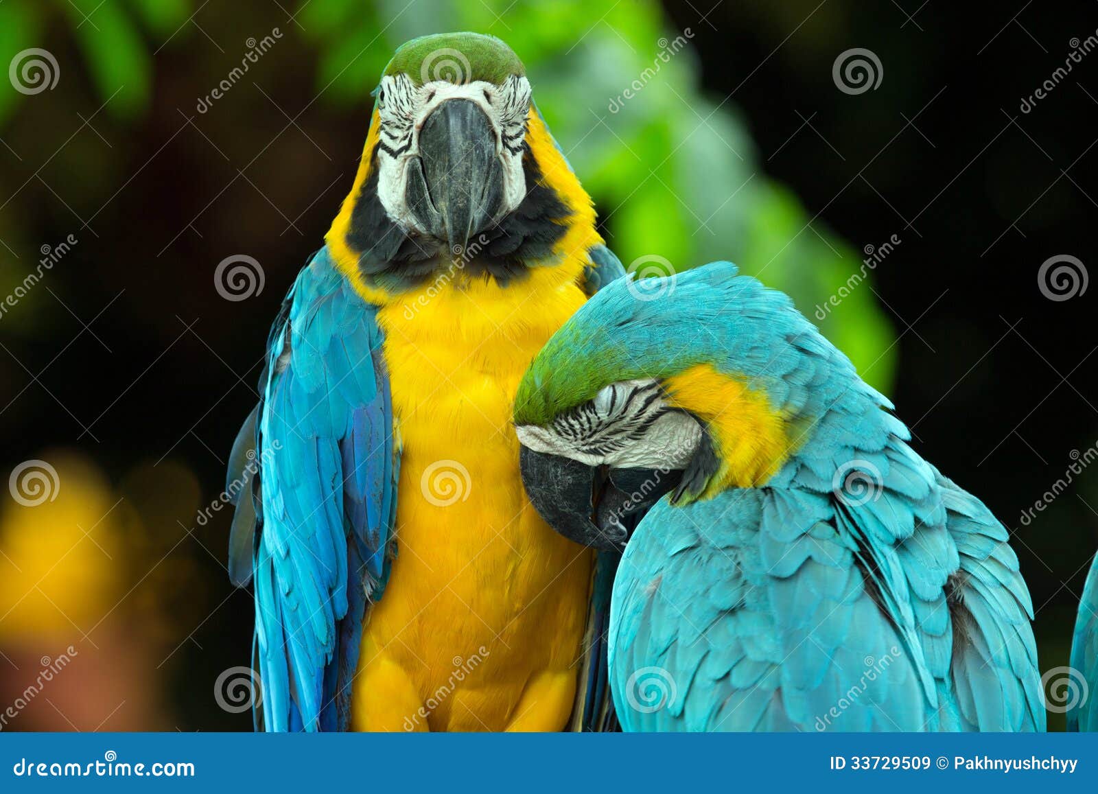 Parrots stock image. Image of kiss, affection, parrots - 33729509
