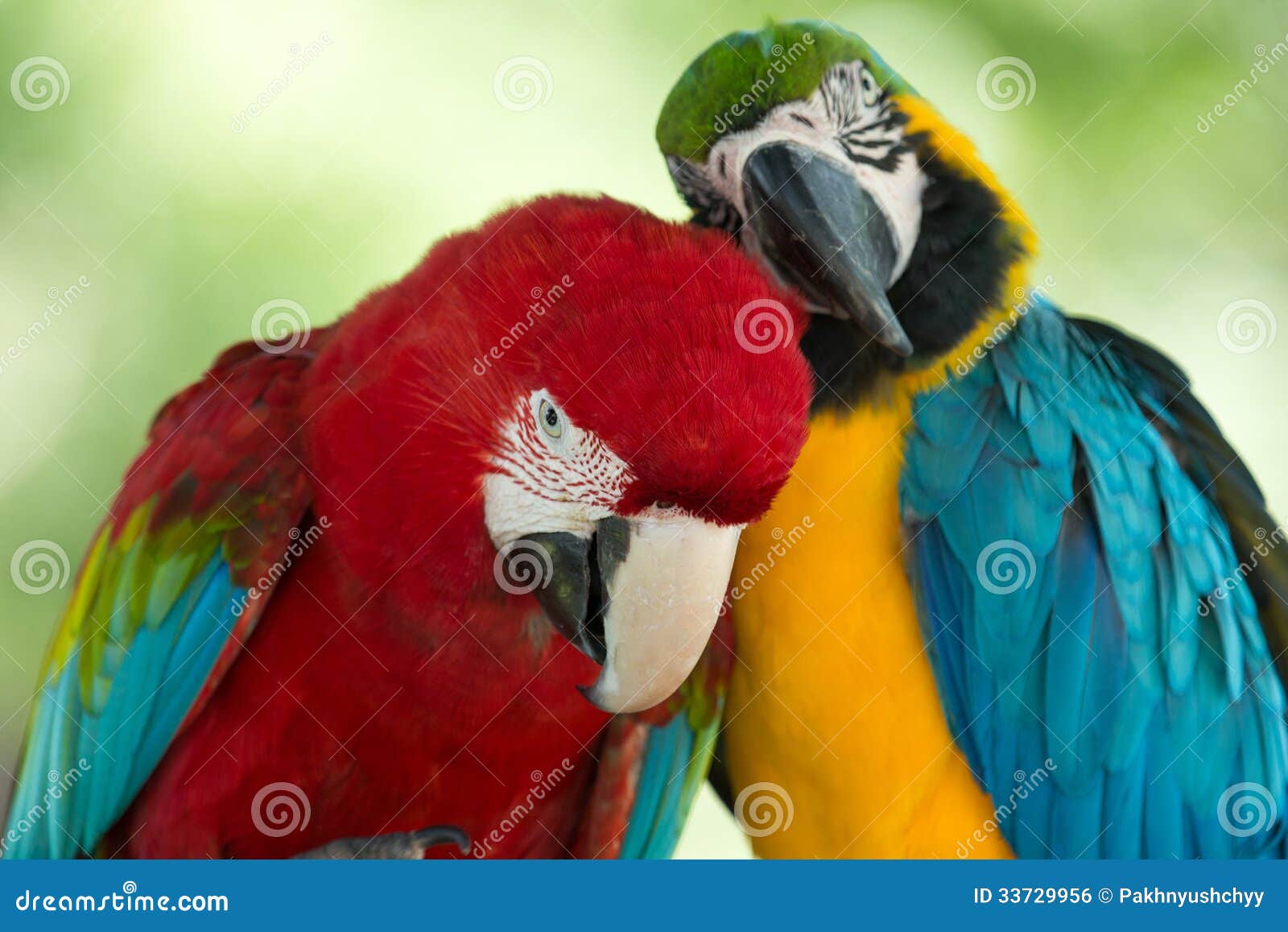 Parrots stock photo. Image of interaction, beauty, wild - 33729956