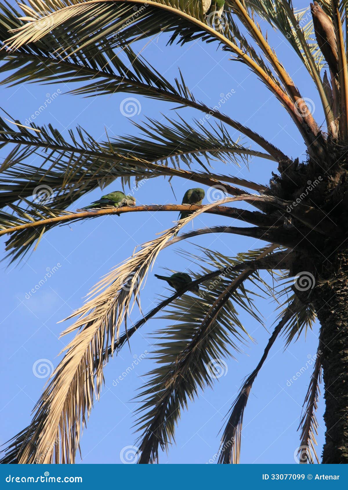 Palm Treee Bark Teeth Royalty-Free Stock Photo | CartoonDealer.com ...