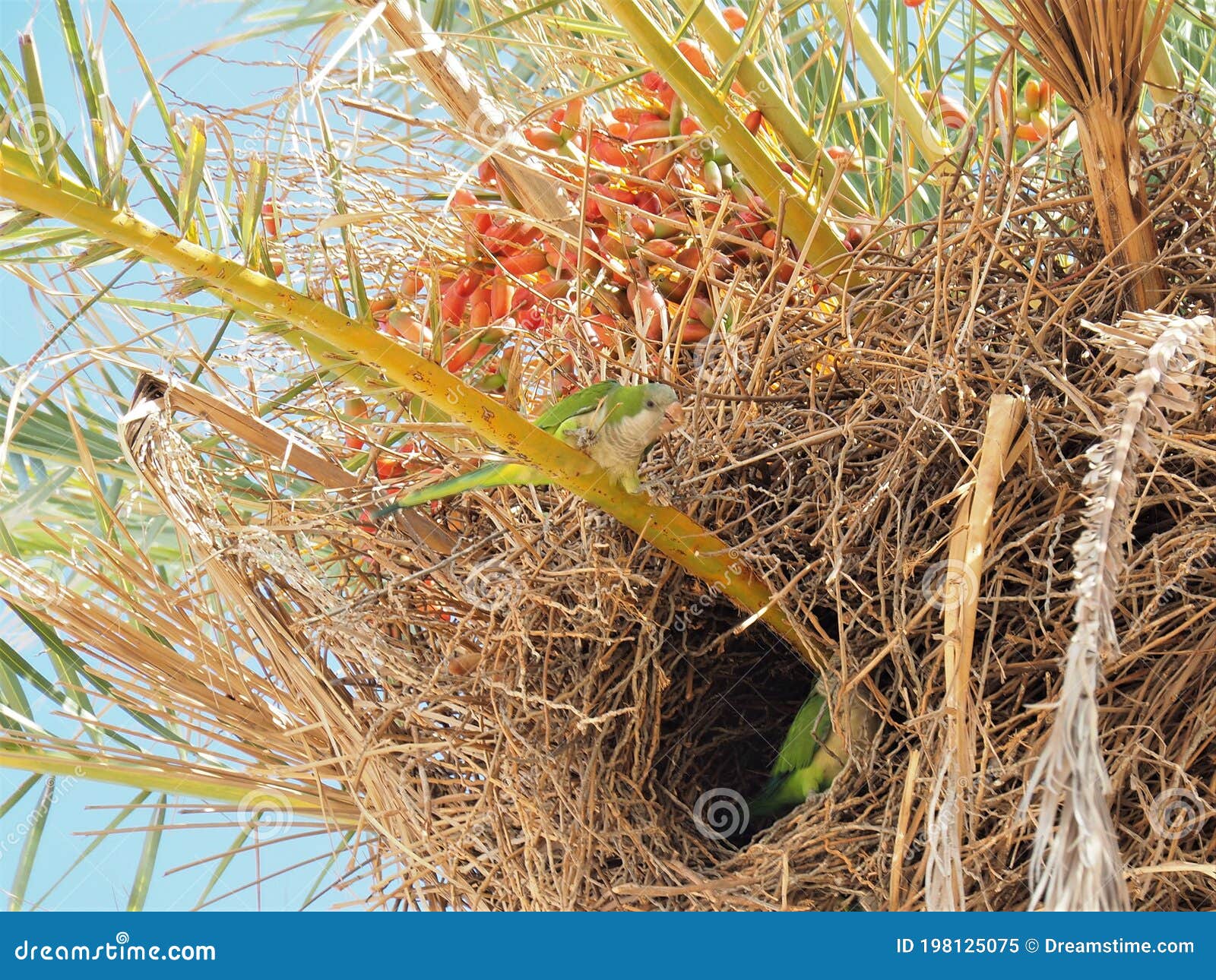 Parrots on the Palm Tree in Nest Stock Image - Image of parrots, macaw ...