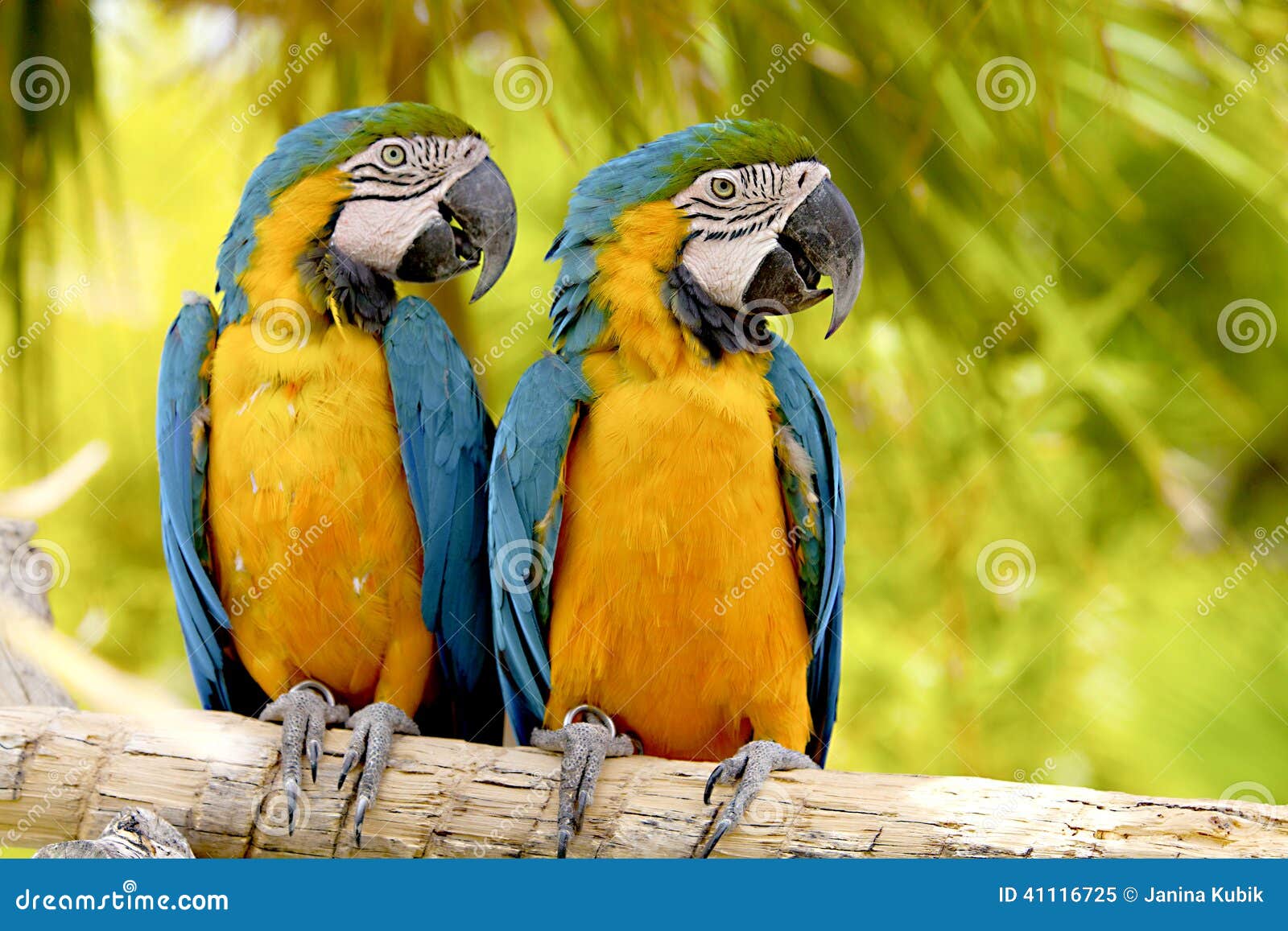 Parrots stock image. Image of birds, kokos, tropics, forest - 41116725