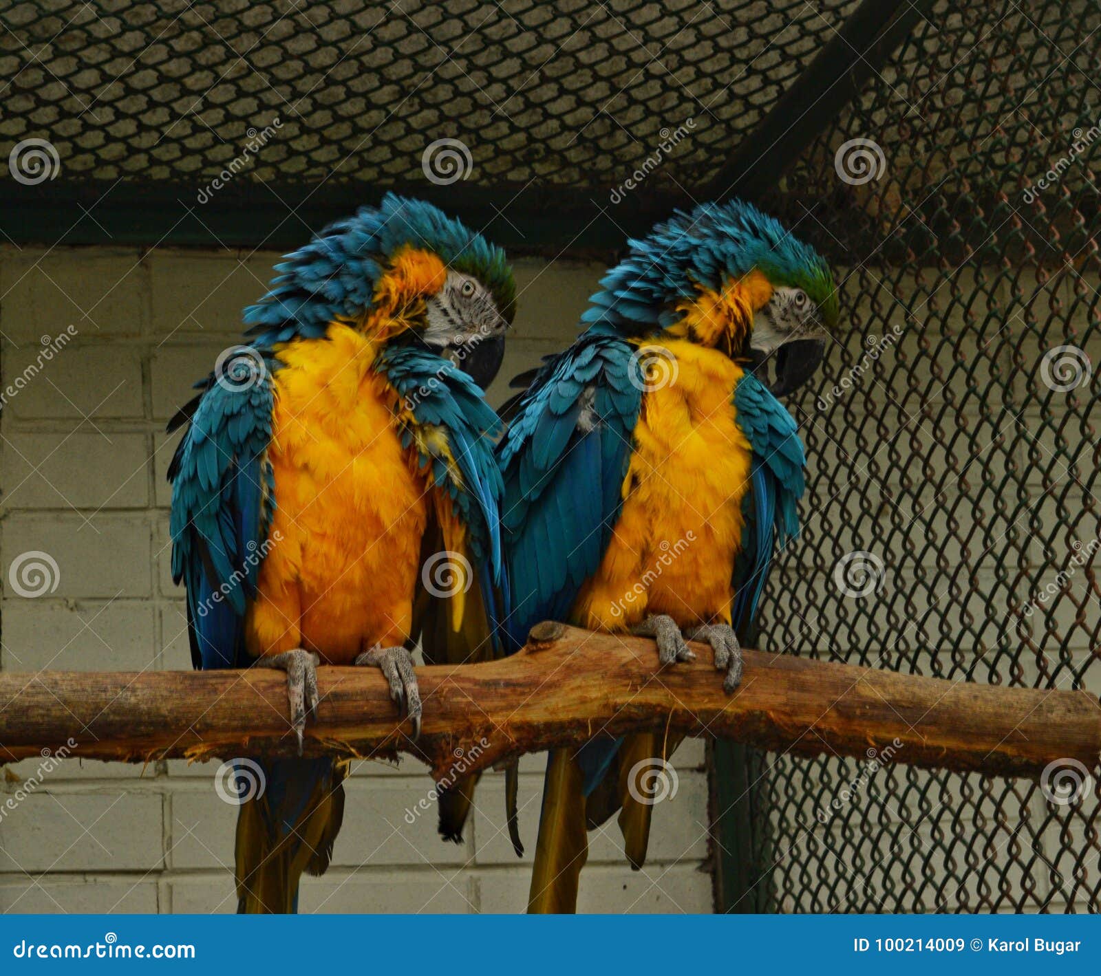 Parrots stock image. Image of life, pets, mammals, animals - 100214009