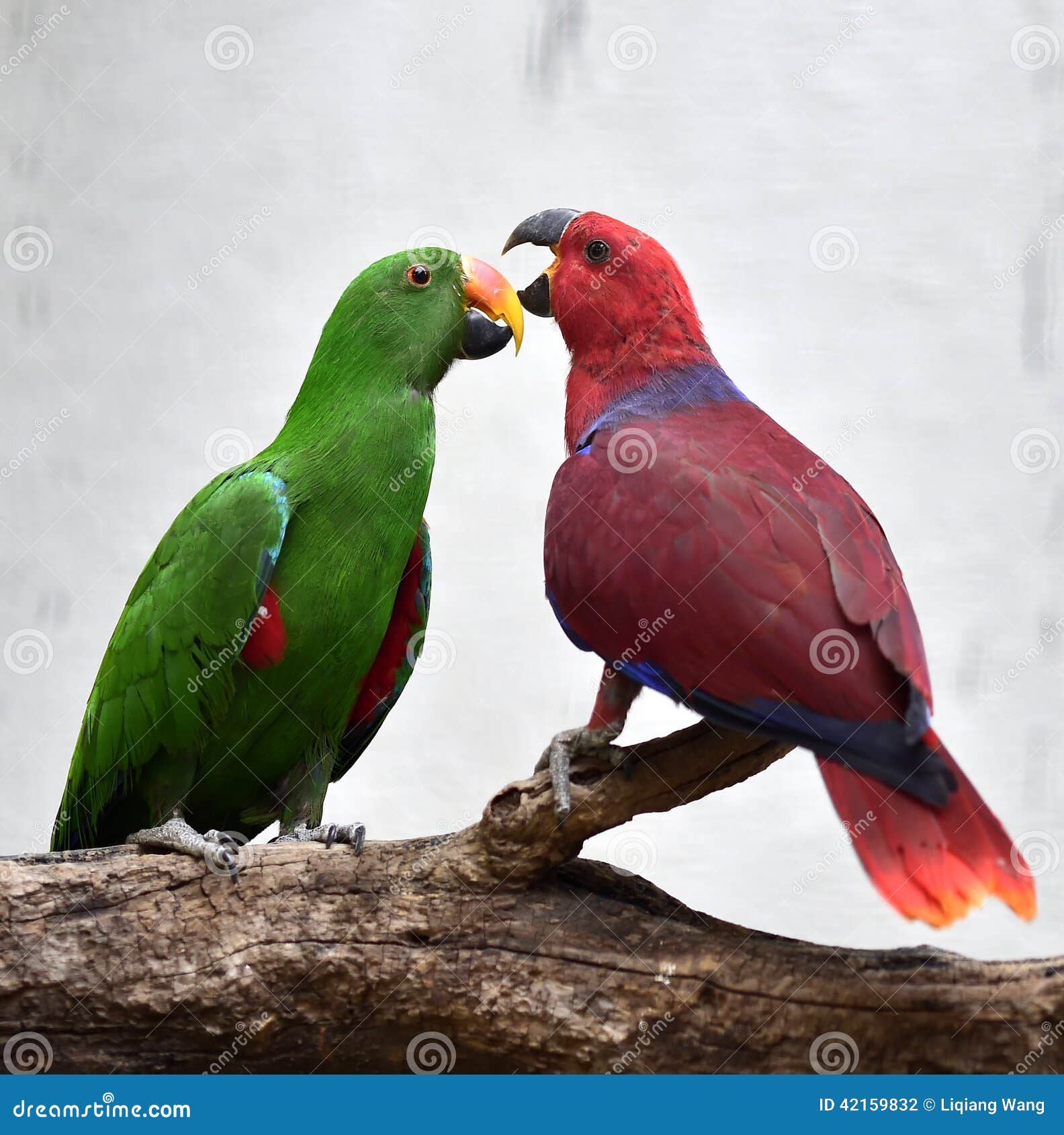 Parrots stock photo. Image of background, birds, landscape - 42159832