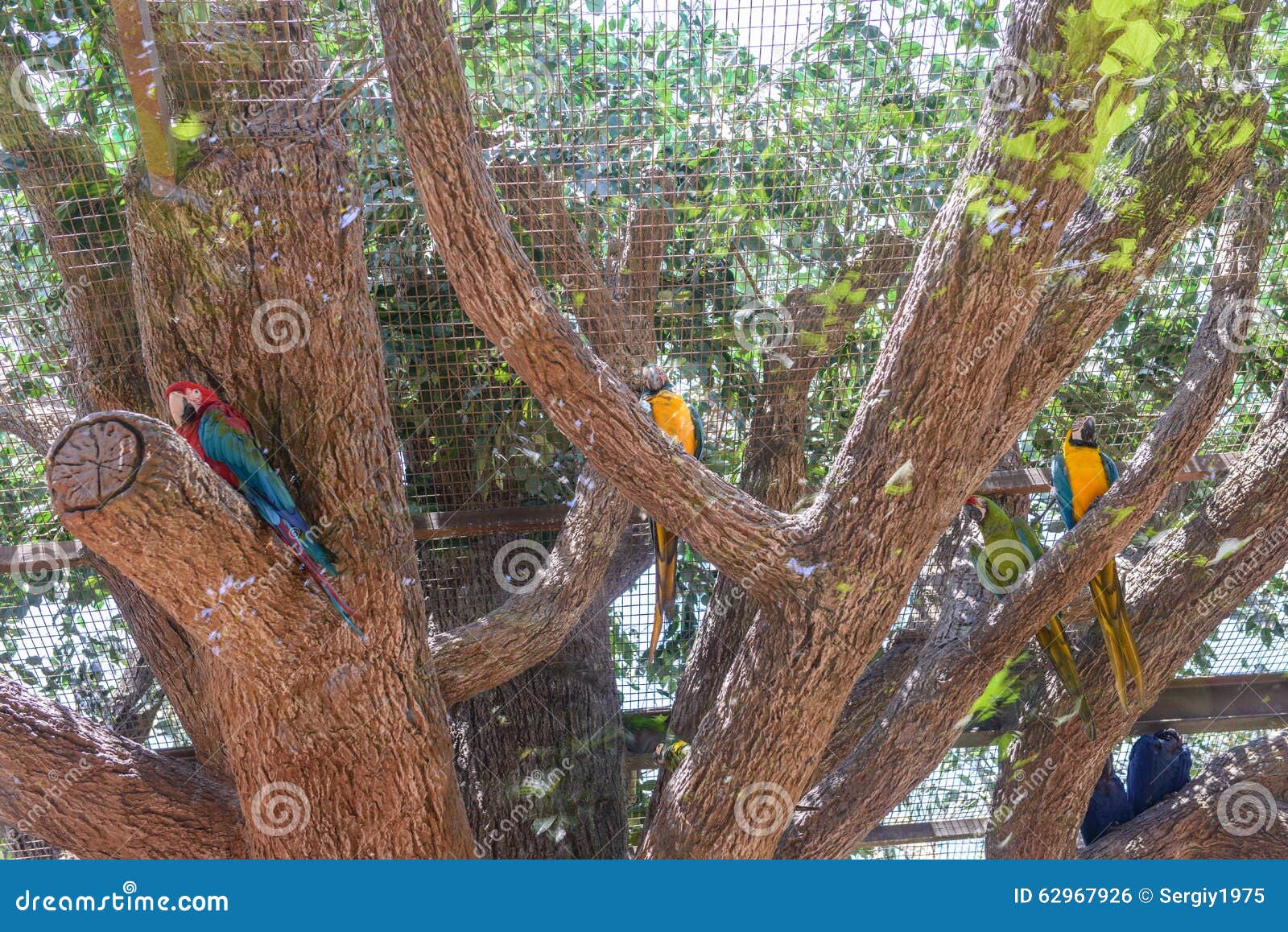 Parrots stock photo. Image of parrot, wildlife, spain - 62967926