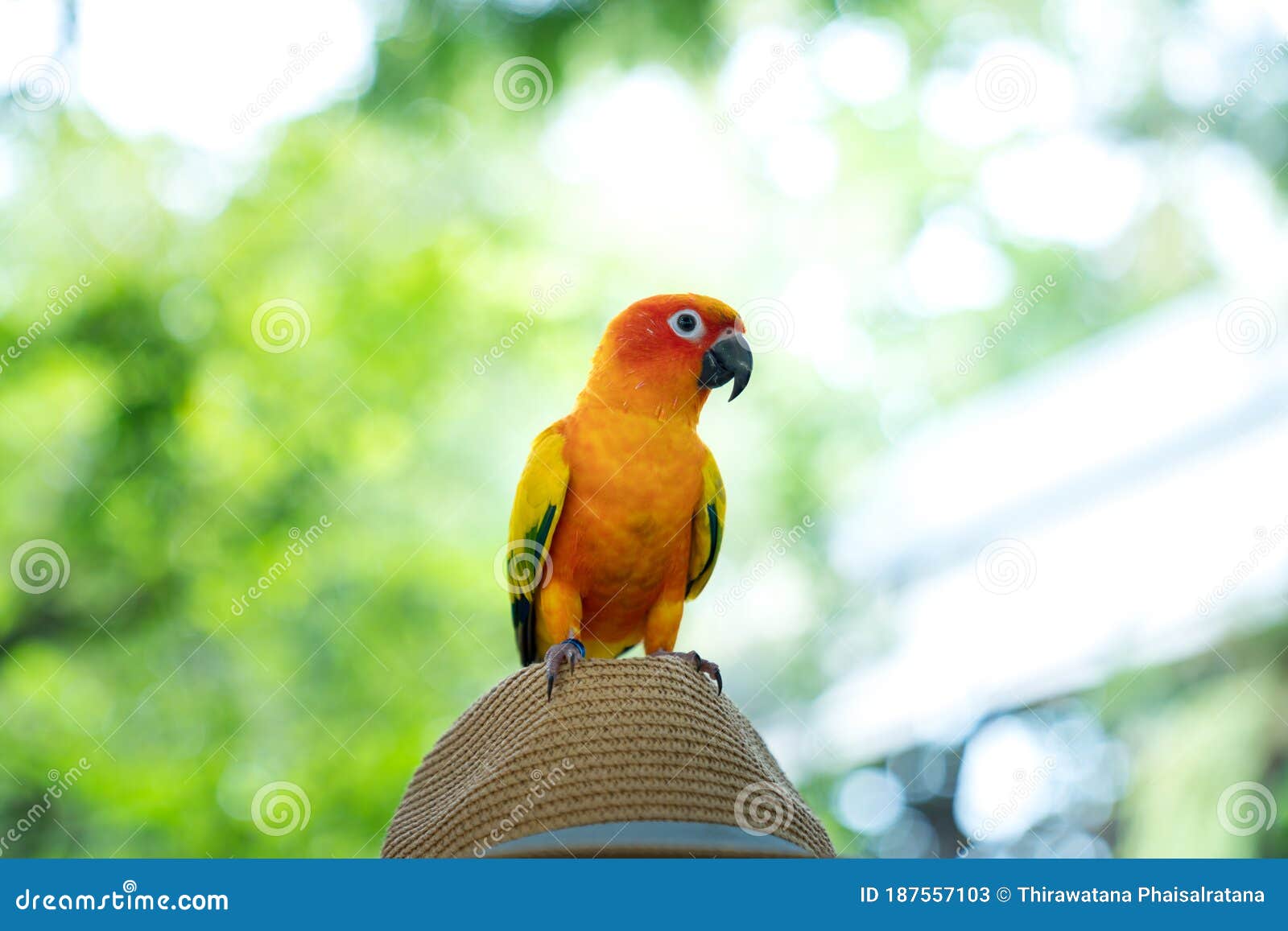 Parrots in the Pine. Parakeet on the Hat Stock Image - Image of conure ...