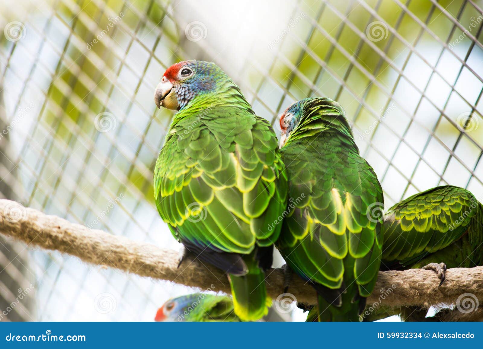 Parrots stock photo. Image of amazon, beautiful, pretty - 59932334