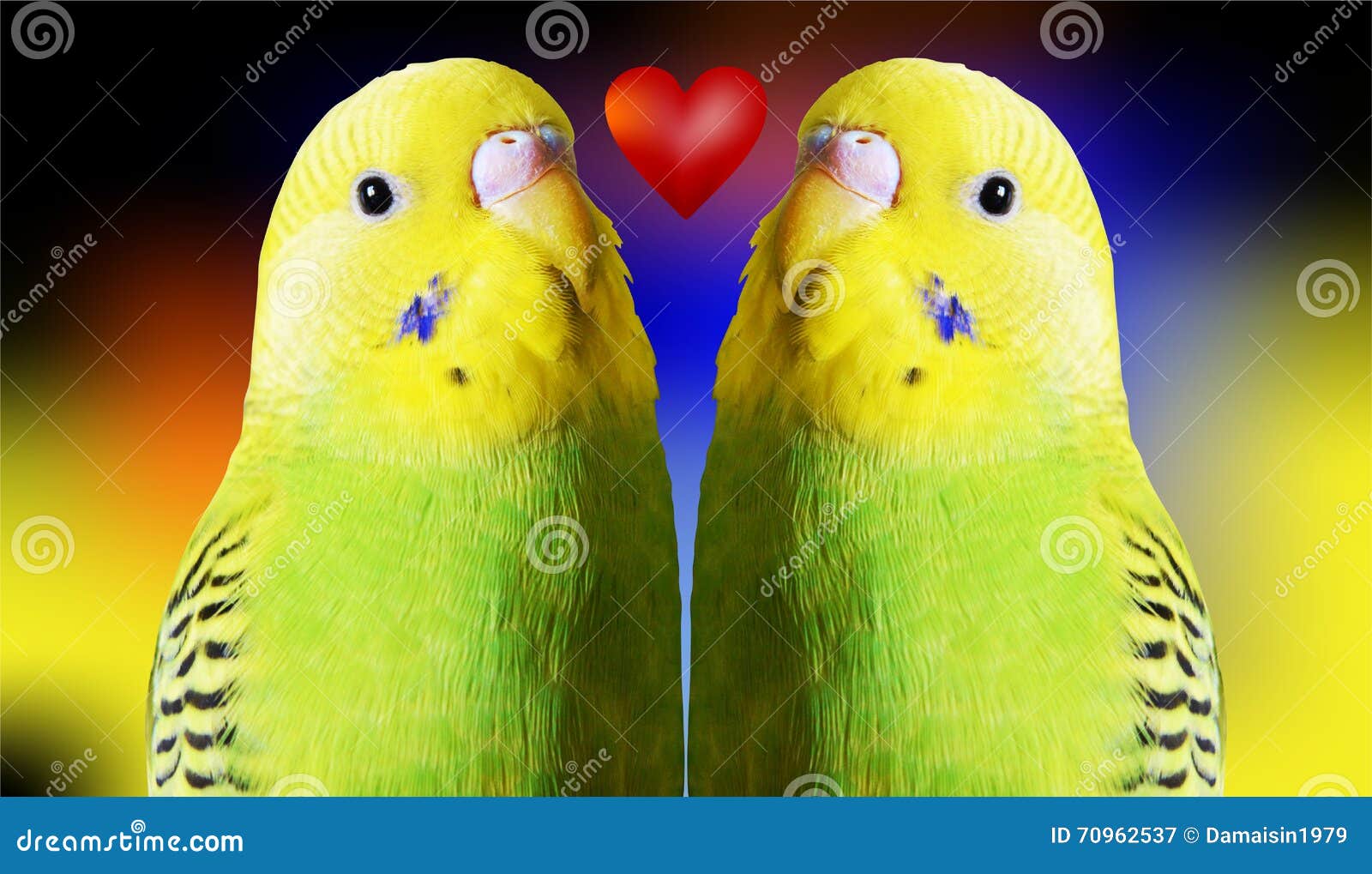 Parrots and red heart stock image. Image of flight, bright - 70962537