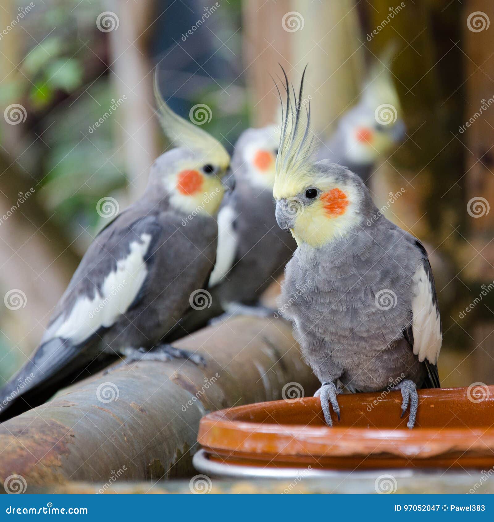Parrots resting on a perch stock image. Image of bright - 97052047