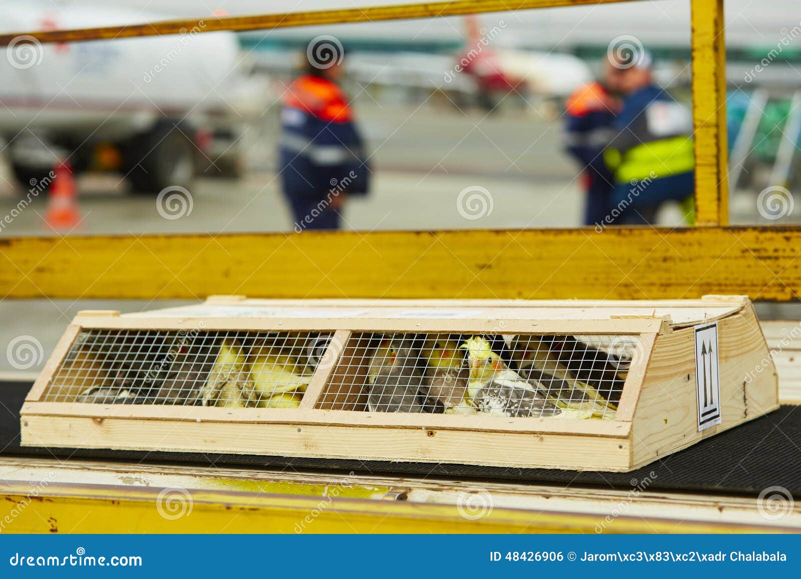 Parrots for sale stock photo. Image of delivery, import - 48426906