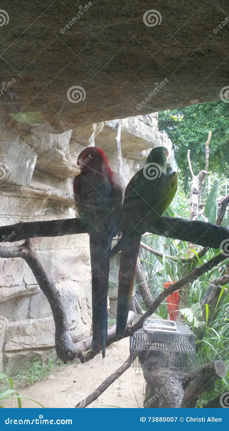 Parrots stock image. Image of parrots, trip, antonio - 73880007