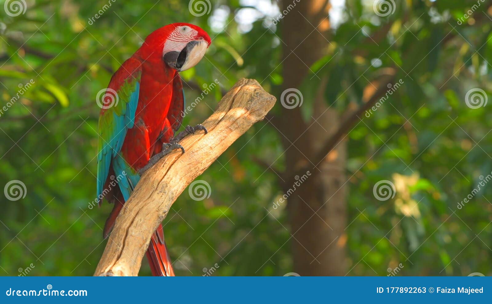 Parrots Scarlet Macaw on the Tree Stock Image - Image of beak, central ...