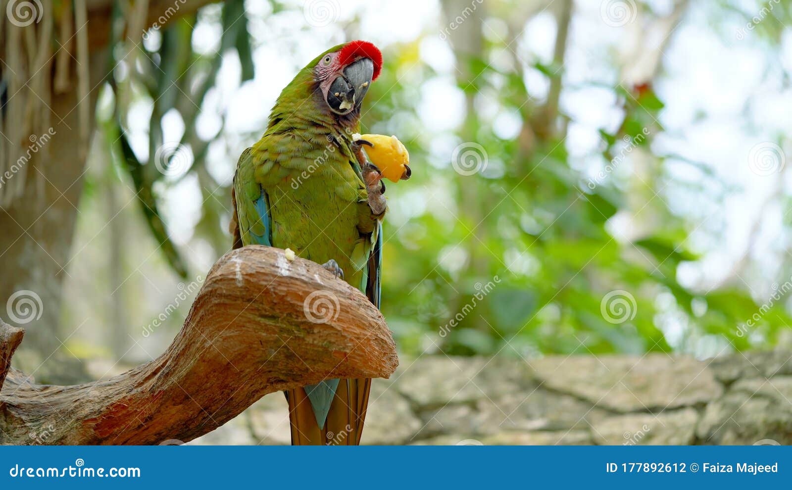 Parrots Scarlet Macaw on the Tree Stock Photo - Image of beautiful ...