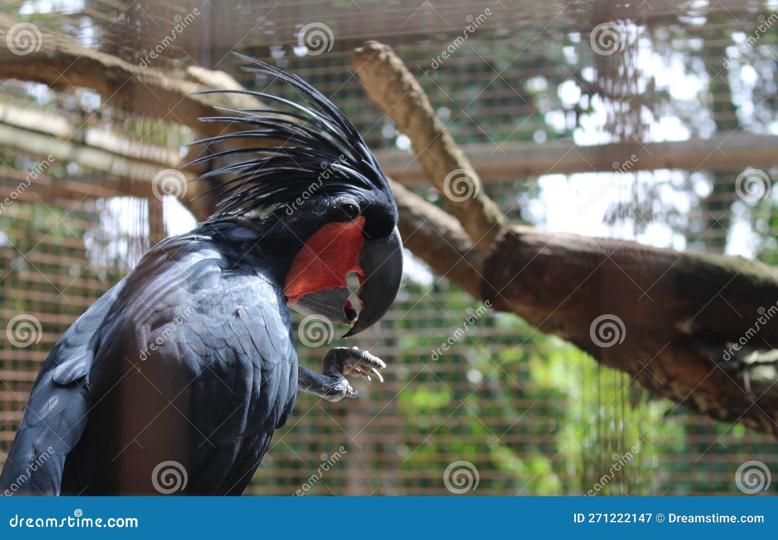 Parrots is a smart bird stock image. Image of parrot - 271222147