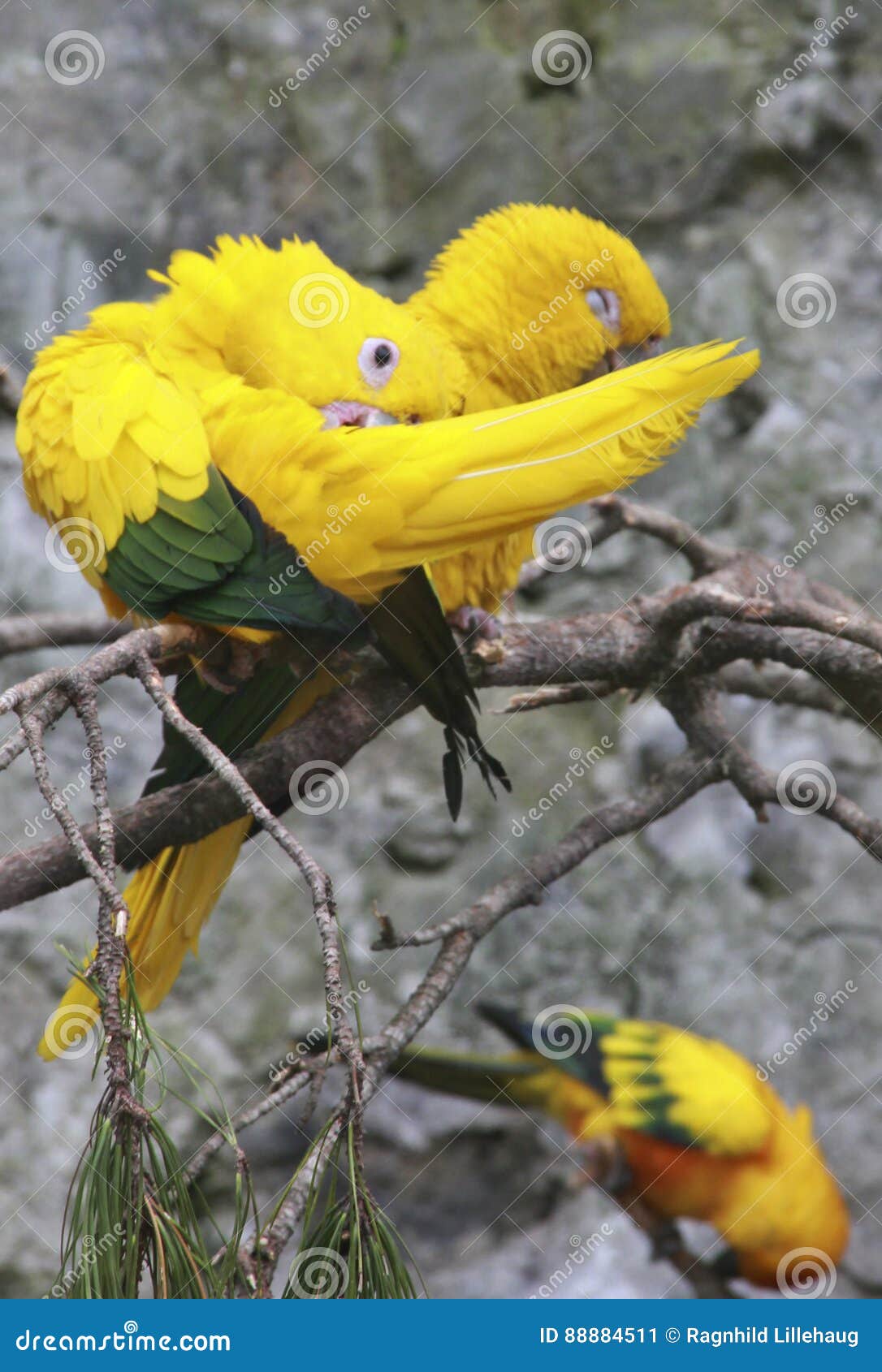 Parrots stock image. Image of beautyfull, mohawks, parrots - 88884511