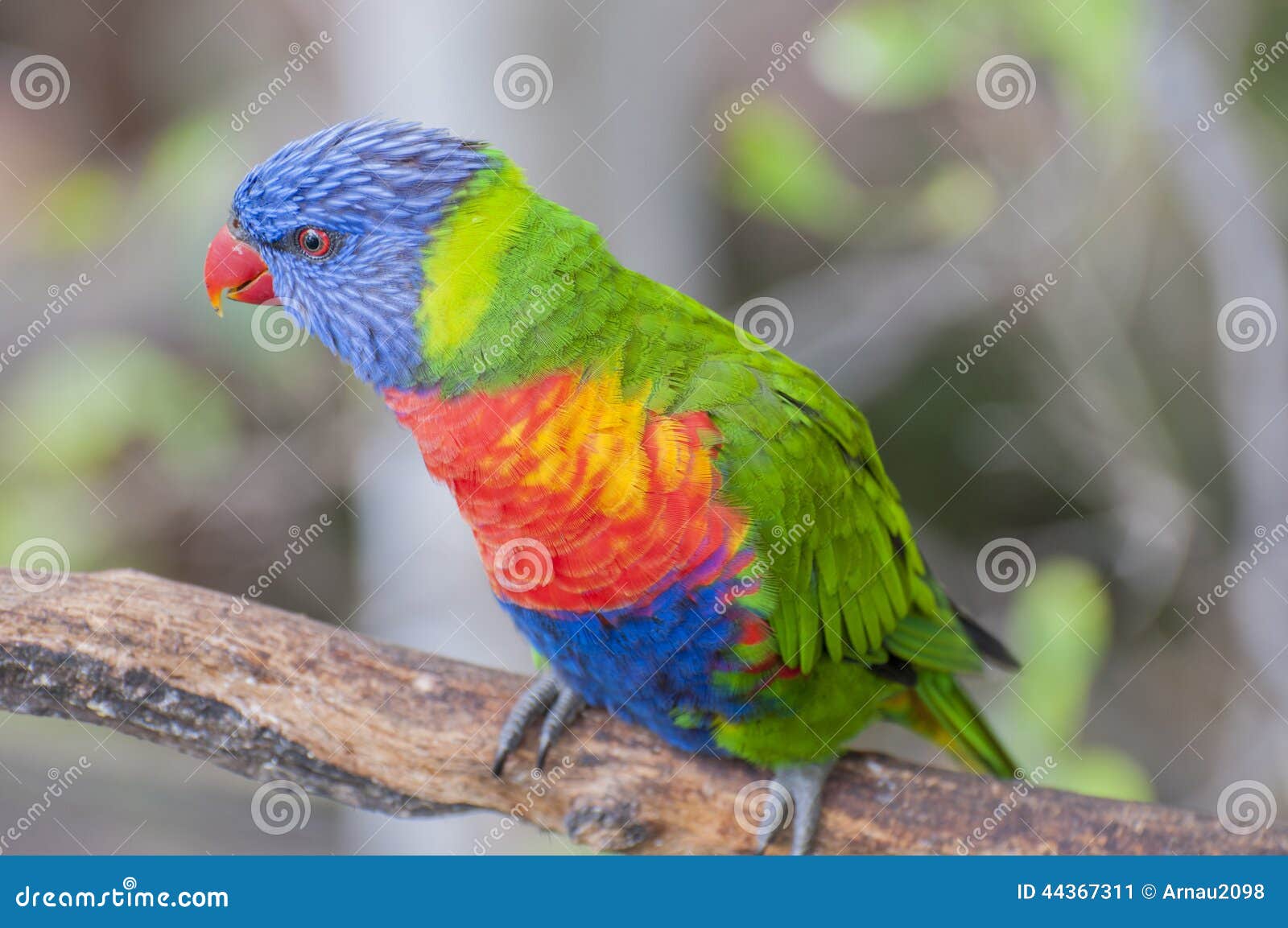 Parrots in their jungle stock image. Image of domestic - 44367311
