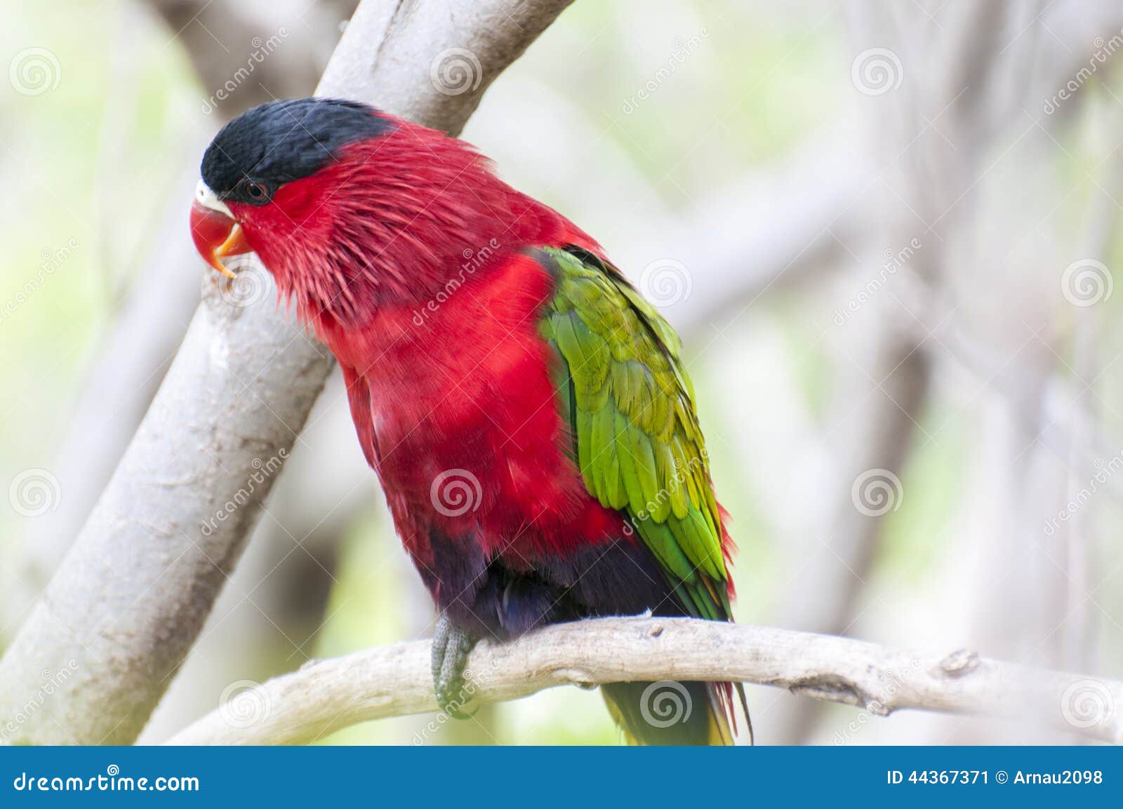 Parrots in their jungle stock image. Image of social - 44367371