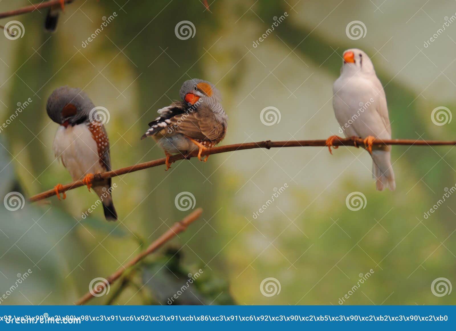 Parrots stock image. Image of tree, garden, parrots, tropical - 79649663