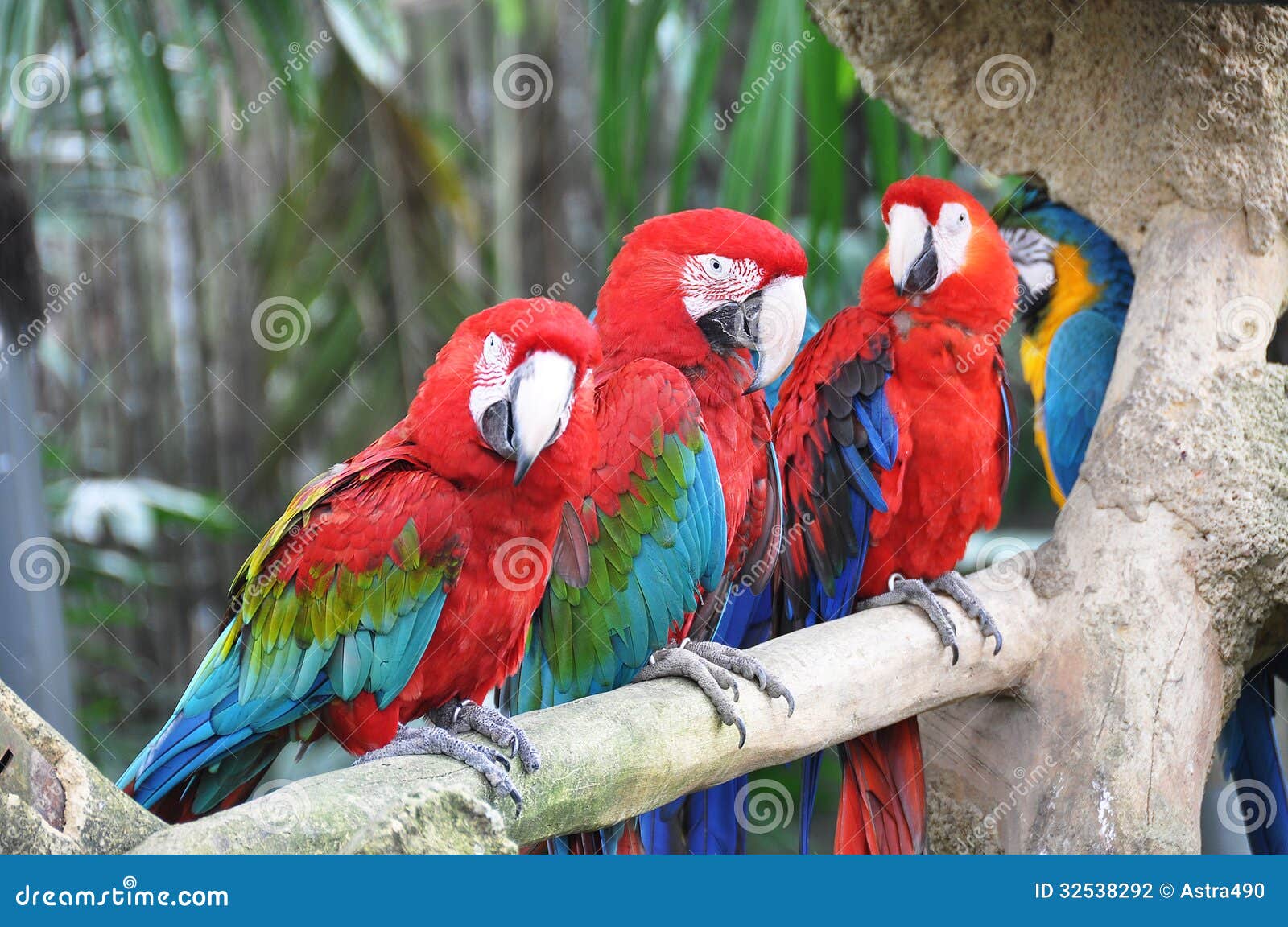 Parrots stock photo. Image of species, multicoloured - 32538292
