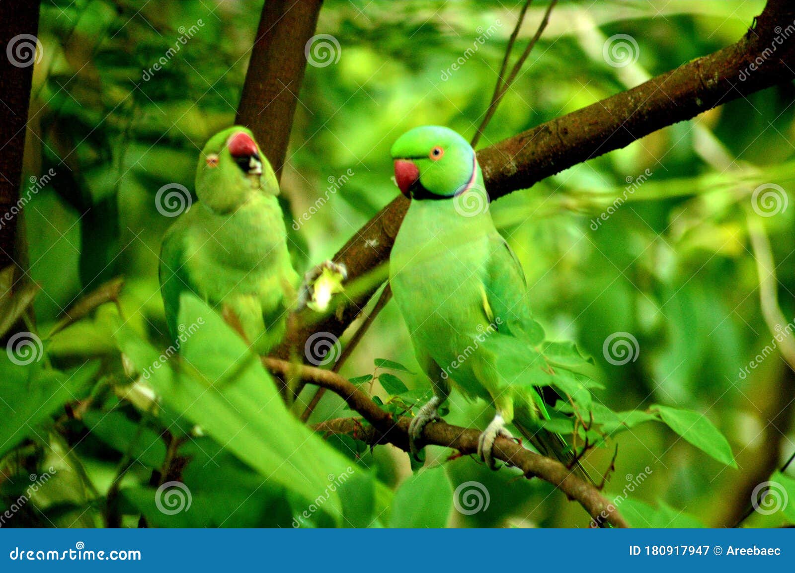 Parrots on tree stock image. Image of bird, food, eating - 180917947