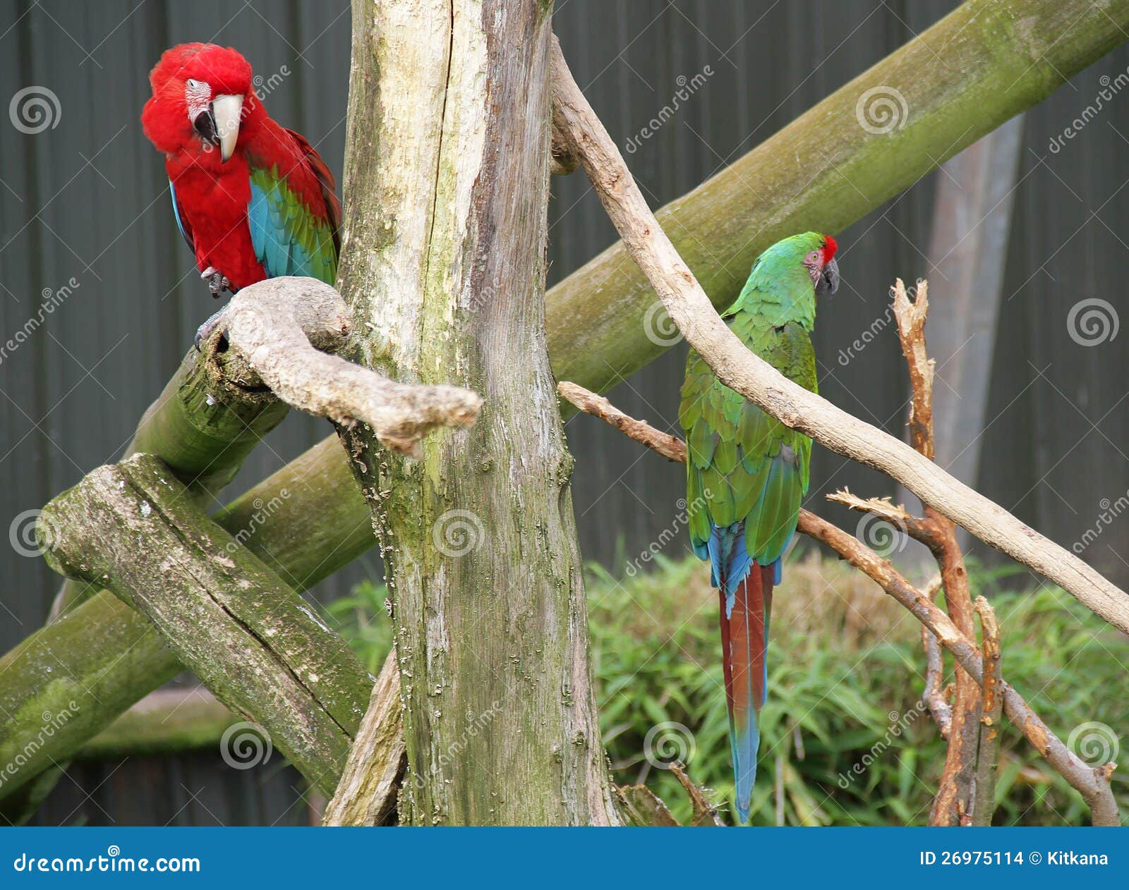 Parrots in a tree stock photo. Image of multi, macaw - 26975114