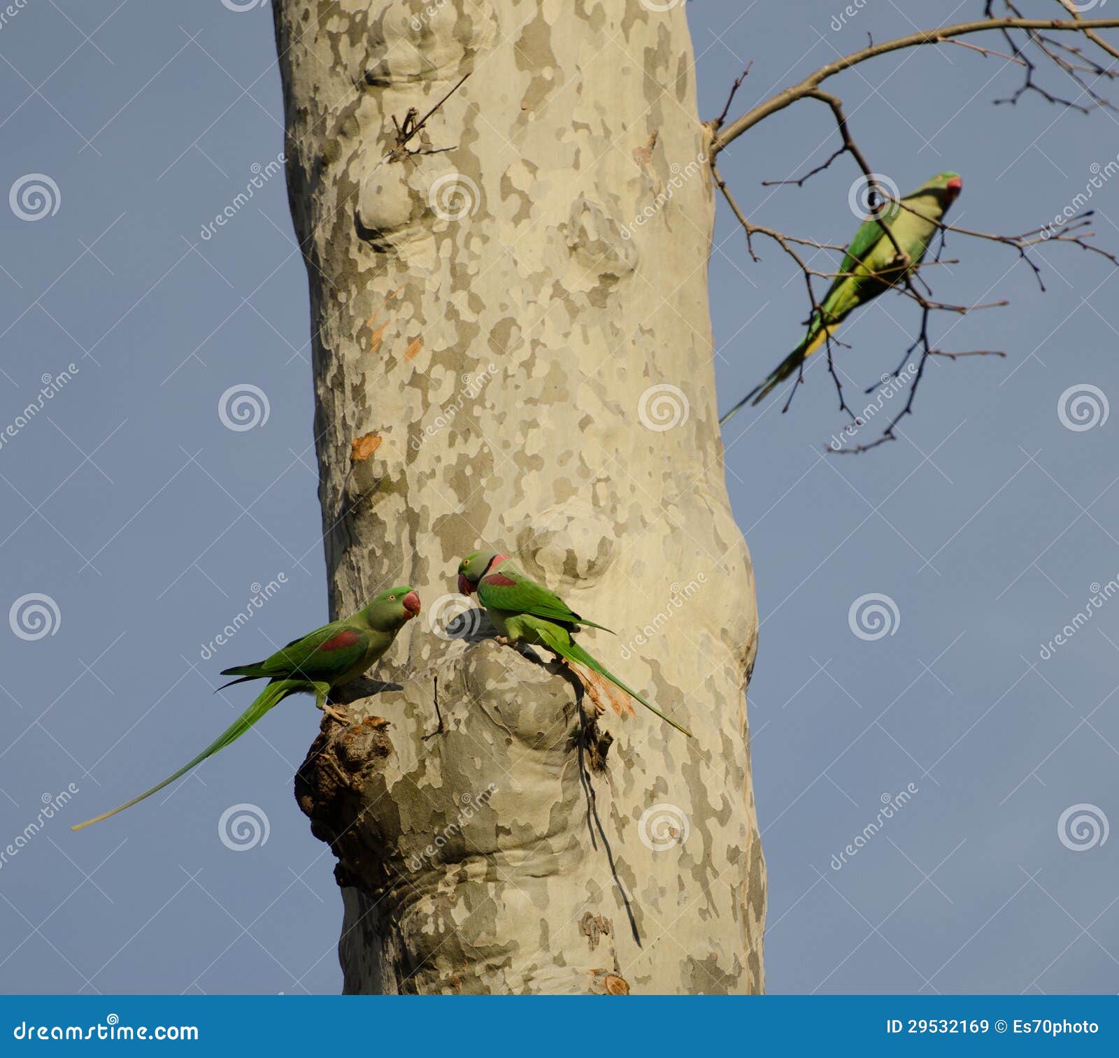 Parrots on a tree stock image. Image of colour, calm - 29532169