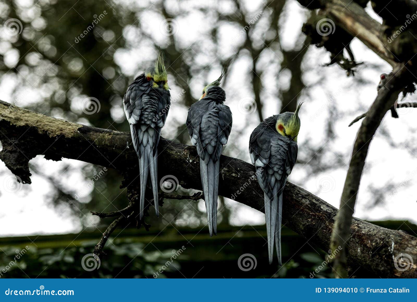 Parrots on a tree stock photo. Image of birds, woodland - 139094010