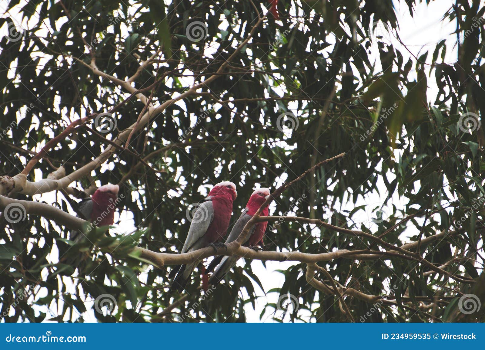 Parrots on a Tree in a Garden Stock Image - Image of fauna, forest ...