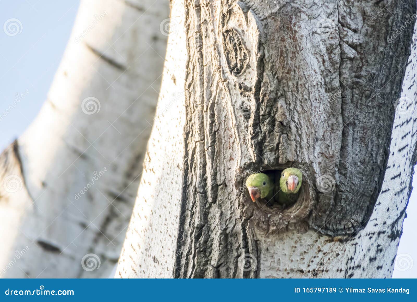 Parrots in Tree Hole in Nature Stock Image - Image of island, bright ...