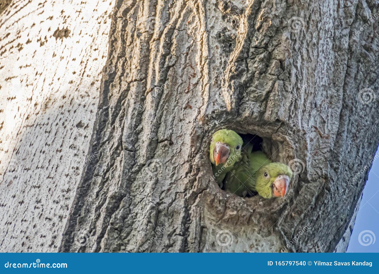 Parrots in Tree Hole in Nature Stock Photo - Image of caribbean ...