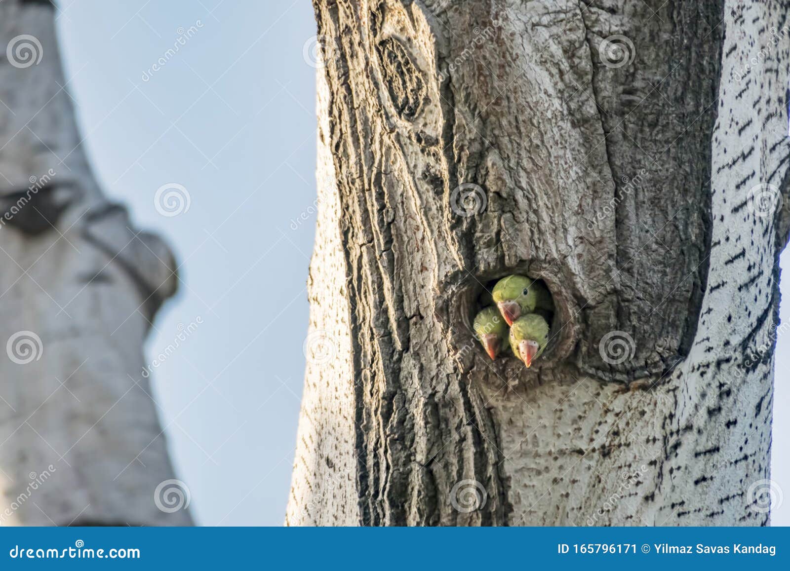 Parrots in Tree Hole in Nature Stock Image - Image of fauna, element ...