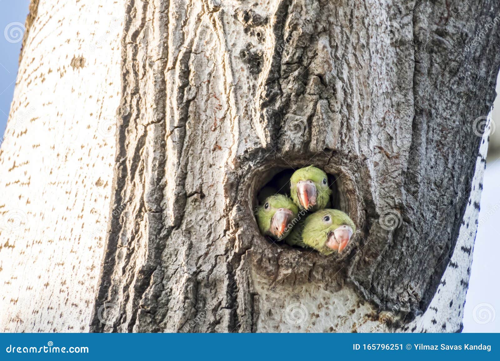 Parrots in Tree Hole in Nature Stock Image - Image of fauna, hole ...