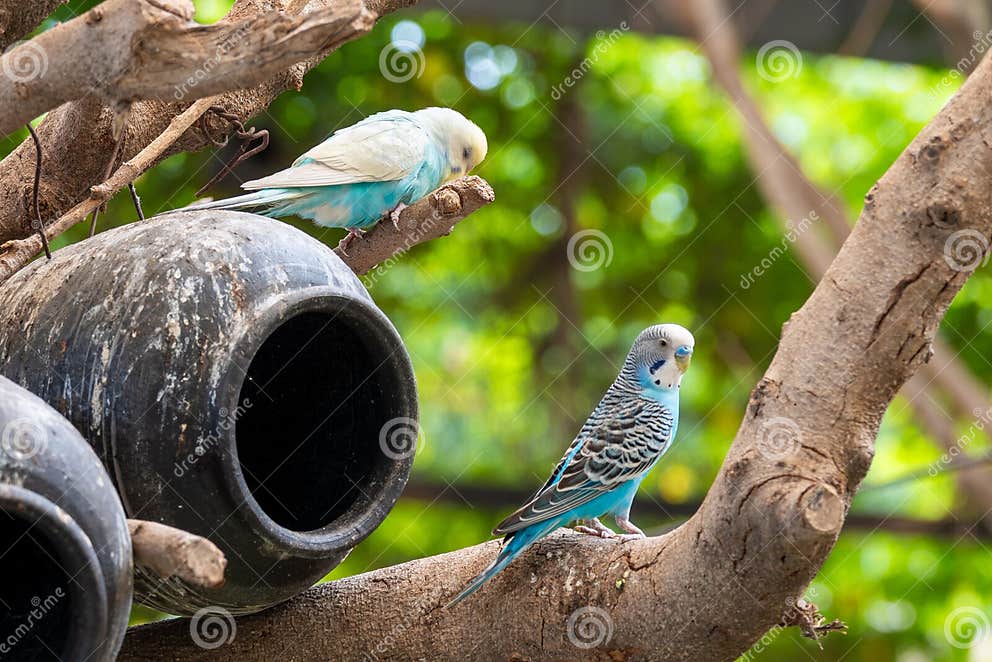 Parrots on the tree stock photo. Image of parrots, nature - 337606372