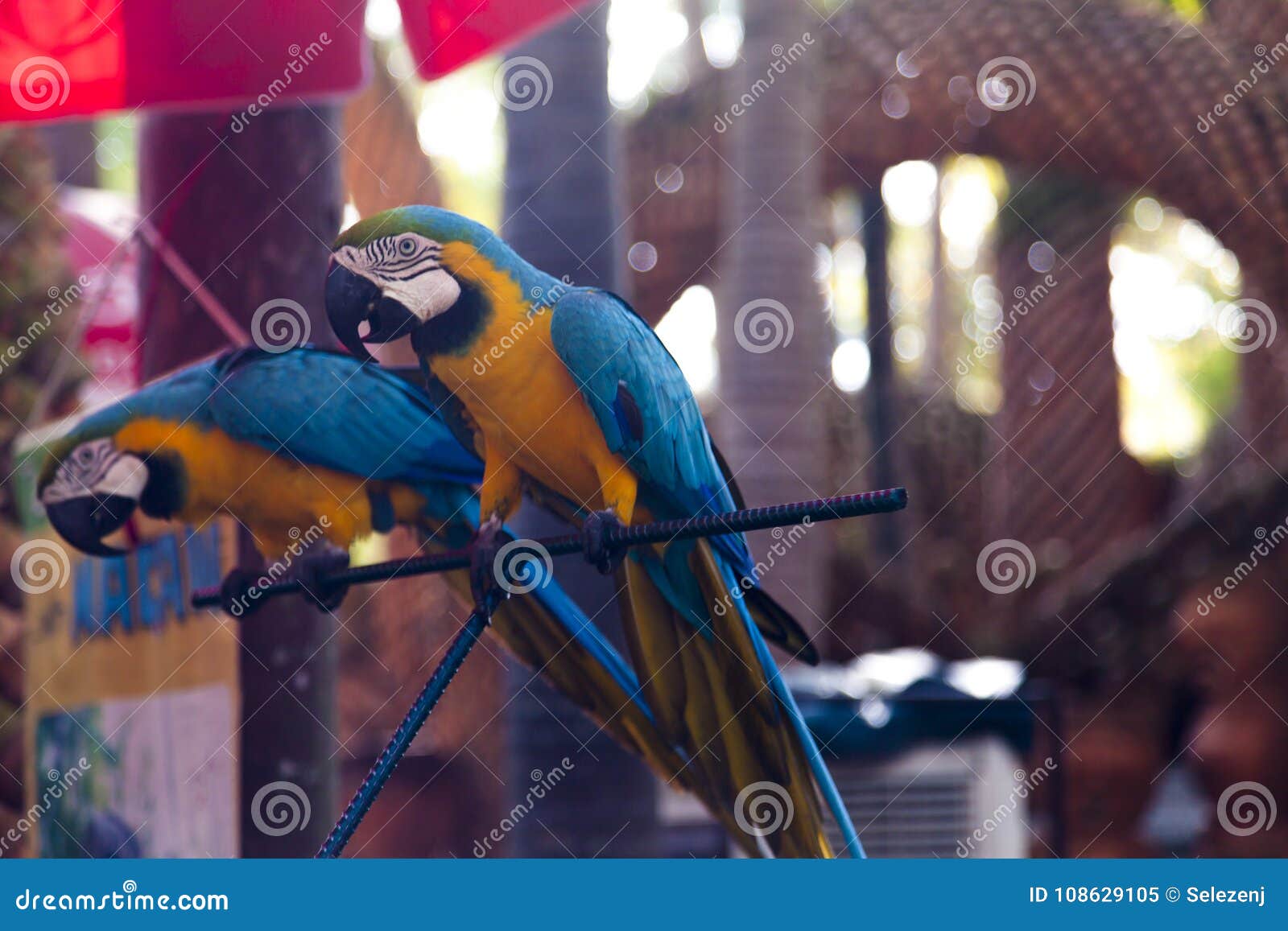 Parrots on a tree stock image. Image of outdoor, lovely - 108629105