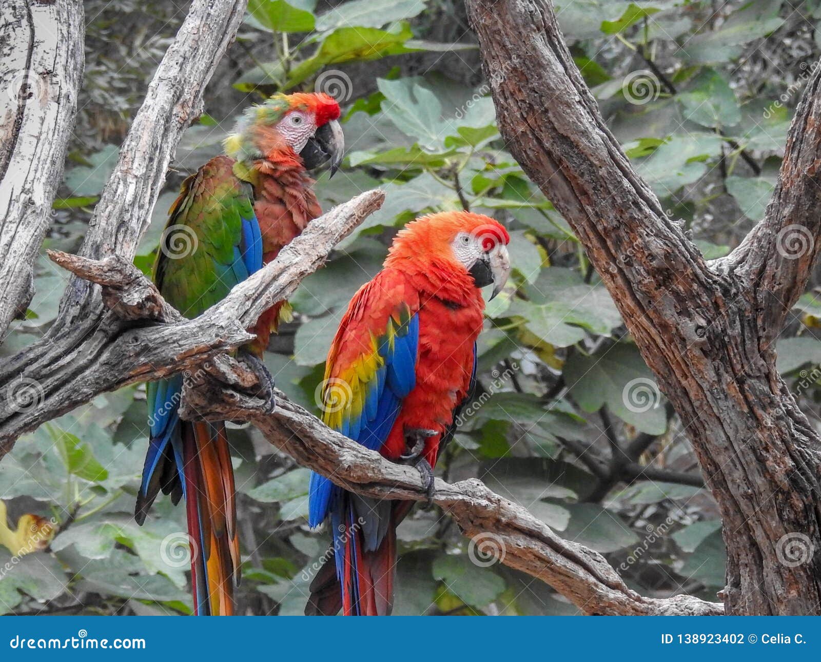 Parrots stock photo. Image of birds, forest, animal - 138923402