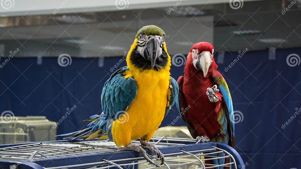 Parrots stock photo. Image of colorful, parrots, cell - 48522668