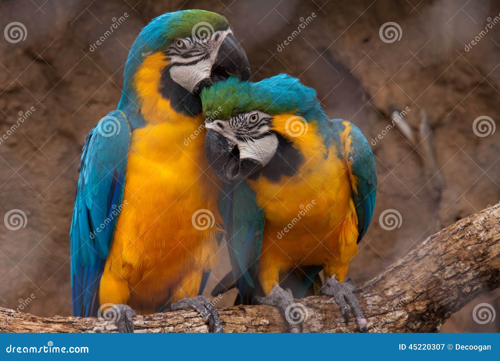 Parrots stock image. Image of blue, wildlife, couple - 45220307