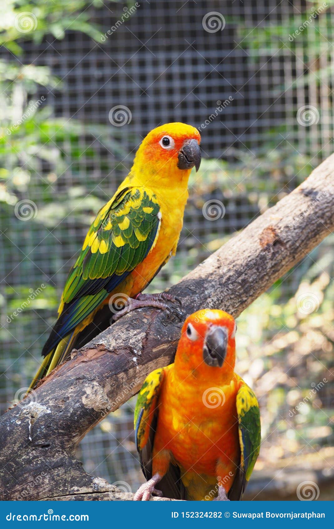 Parrots Walk on Tree at the Zoo Stock Photo - Image of hands, orange ...