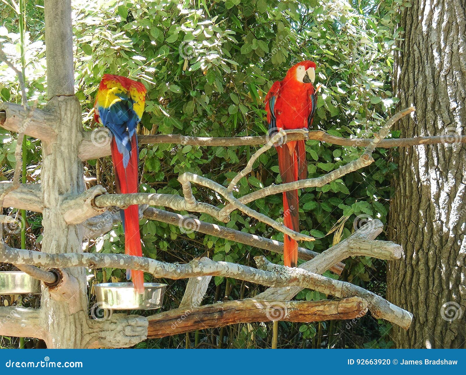 Parrots at zoo stock photo. Image of exhibit, texas, blue - 92663920